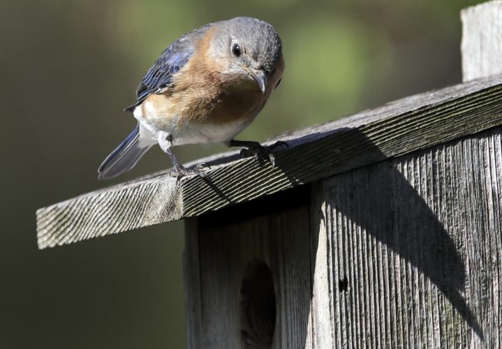 Nesting boxes can help bring songbirds to your backyard | News, Sports ...